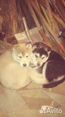 Хаски+ лайка