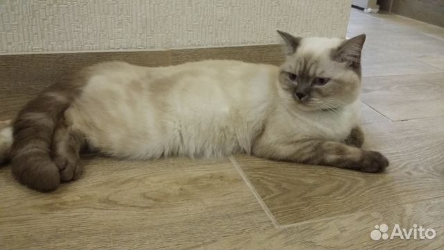 Британская кошечка ищет кота на вязку, бесплатно