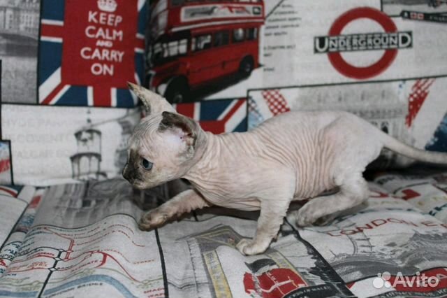 Канадский сфинкс