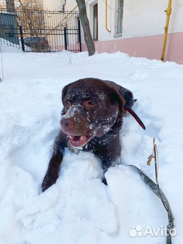 Собака Лабрадор