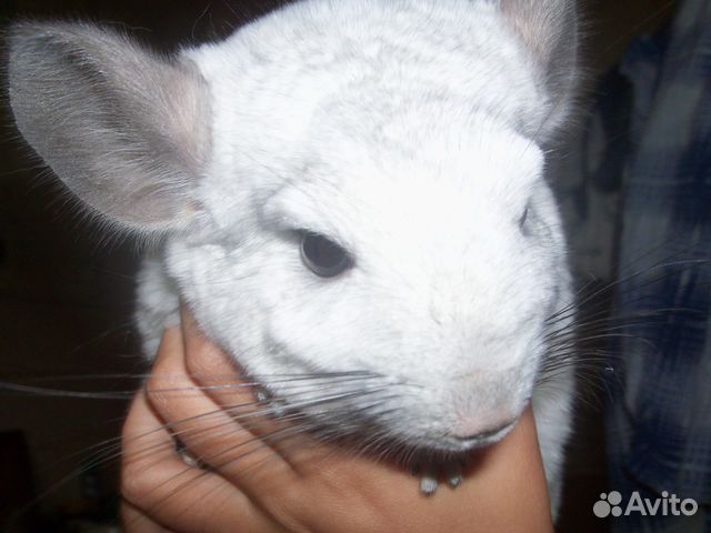 Красавчик мальчишка