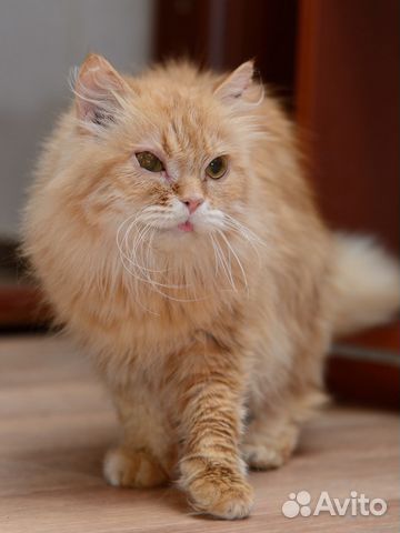 Кошка в добрые руки
