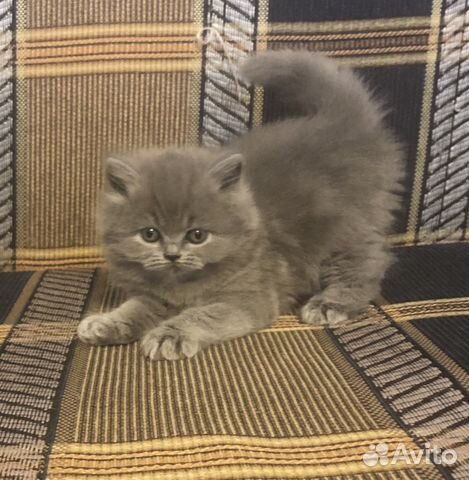 Продам шотландских котят