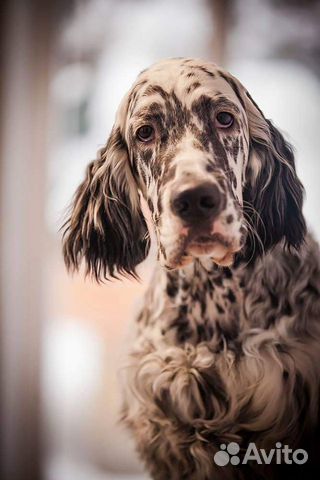 Клубный щенок английского сеттера
