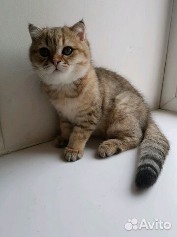 Котик в золотой шубке