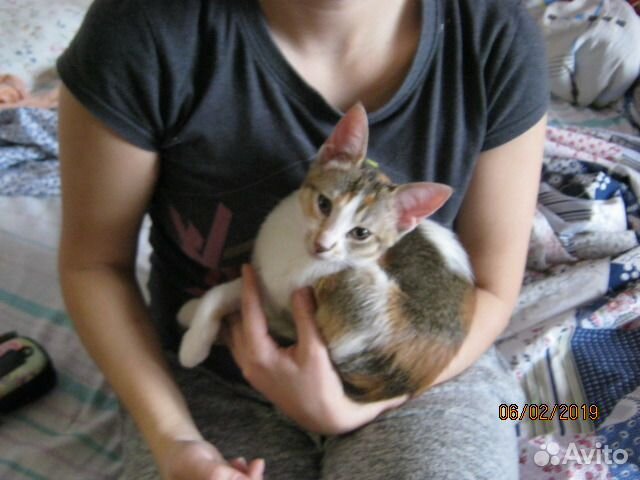 Метисы Абессинца