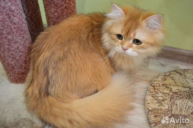 Котик -золотой шоко(11)