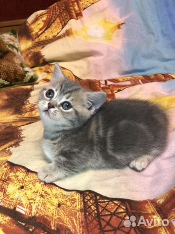 Коты и кошки Манчи