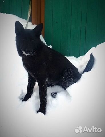 Кнопа ищет дом