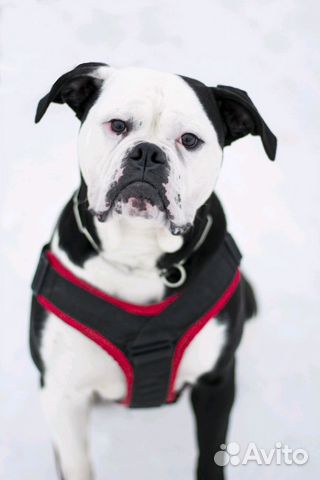 Американский бульдог