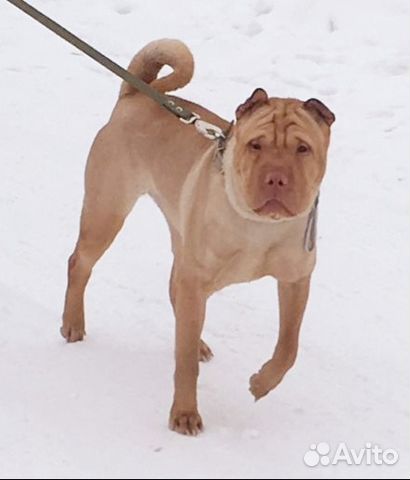 Шарпей отдам в добрые руки