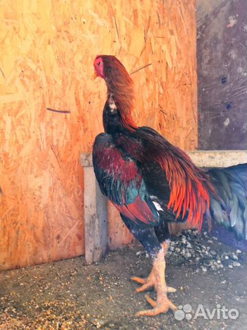 Бойцовый петух