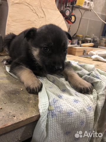 Отдам бесплатно метисов-щенков Восточно-Европейско