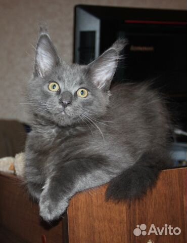 Голубой солидный котик