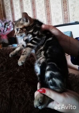 Продам бенгальскую девочку