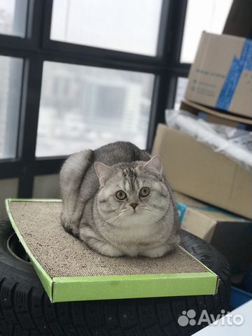 Кот для вязки