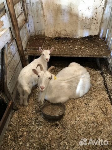 Коза, молоко, мясо