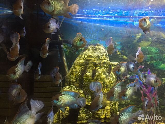 Наннакара блю неон (Nannacara neon blue)