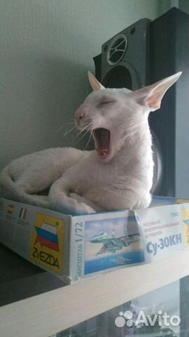 Вязку котом белым с голубыми глазами