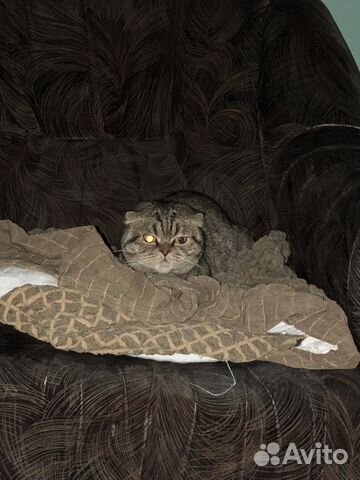 Найдена кошка (Отдаю даром)