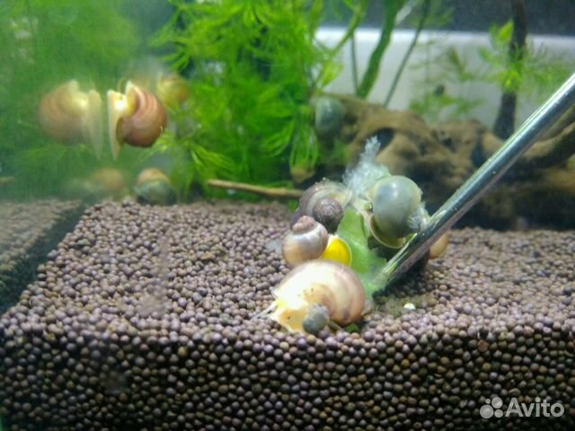 Улитка ампулярии. Жемчуг черника розовая голубая