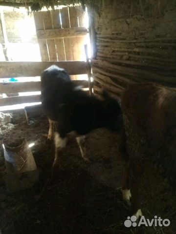 Домашние бычки