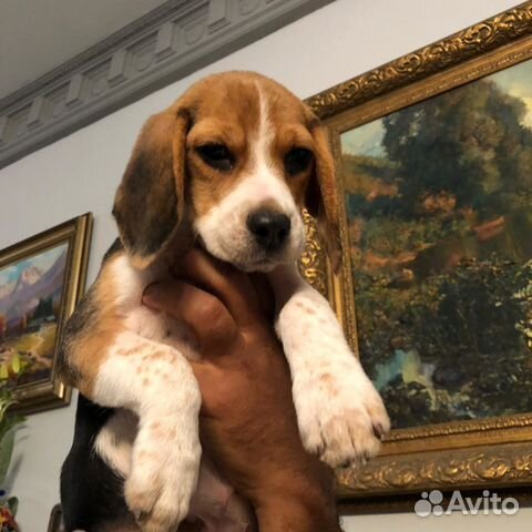 Породистые щенки Бигль