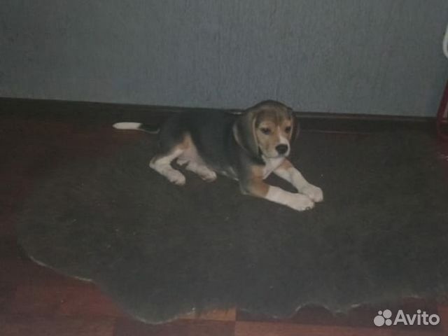 Бигль