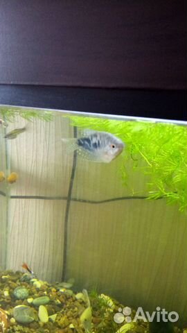 Гурами и скалярии