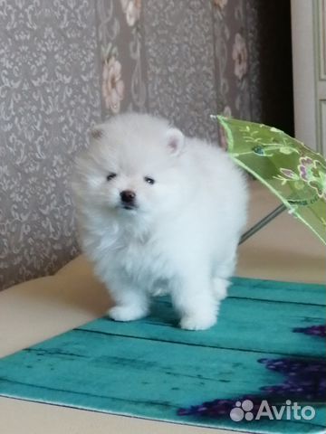 Шпиц красавчик