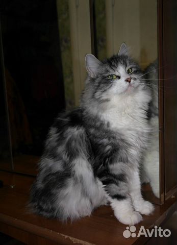Домашняя рысь, котята