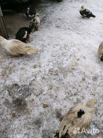 Индоутка Петушки