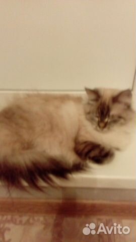 Кошечка
