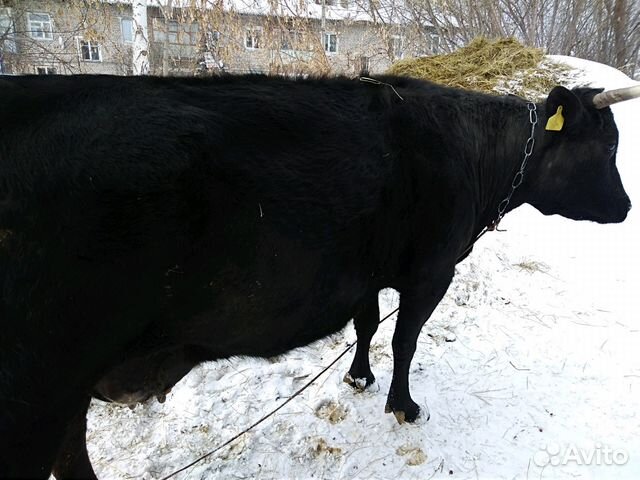 Корова черно-пестрая