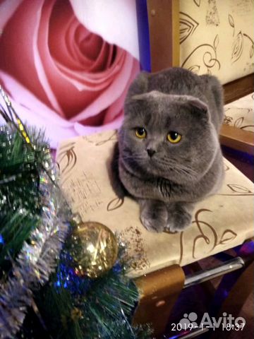 Кот на вязку