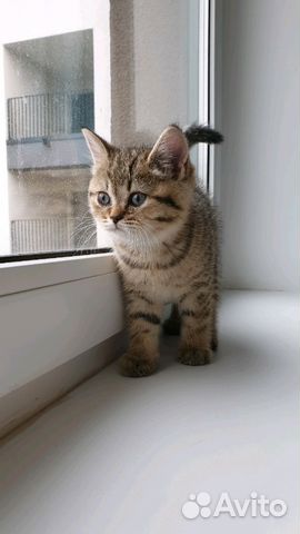 Котёнок Девочка Британская Короткошёрстная