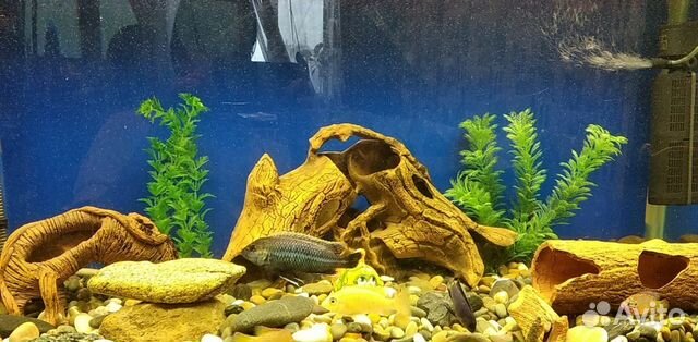 Меланохромис чипока - цихлида