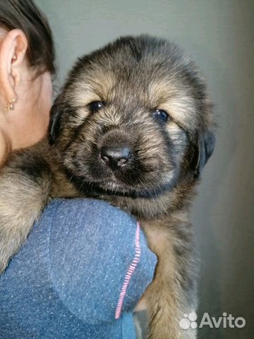 Тибетский мастиф щенки