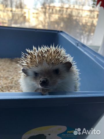 Карликовый африканский ёж
