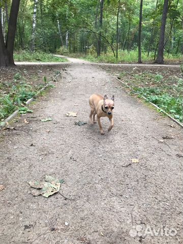Той терьер в добрые руки