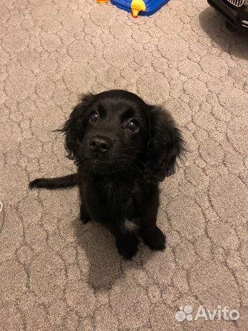 Щенок коккер спаниеля