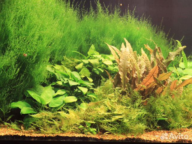 Аквариумные растения