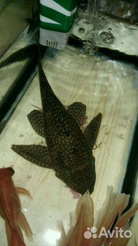 Рыбы сом и золотая