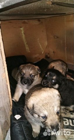 Щенки в добрые руки