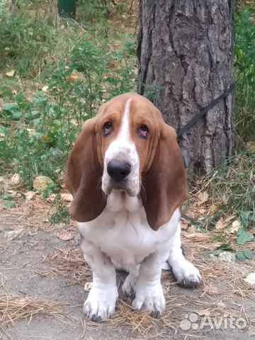 Бассет хаунд