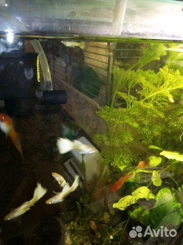 Гуппи альбино платина