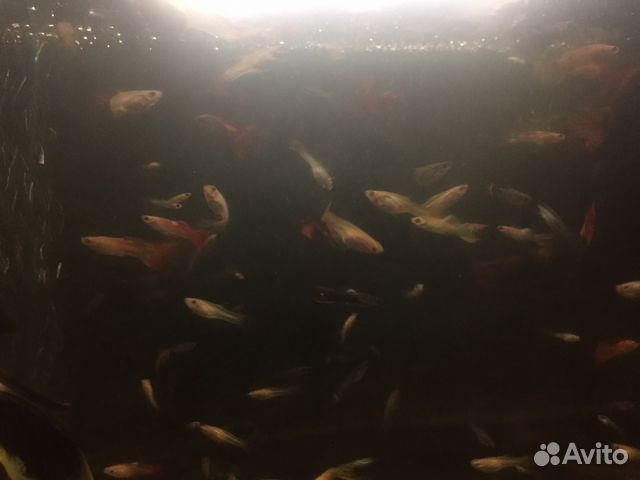 Рыбки Гуппики