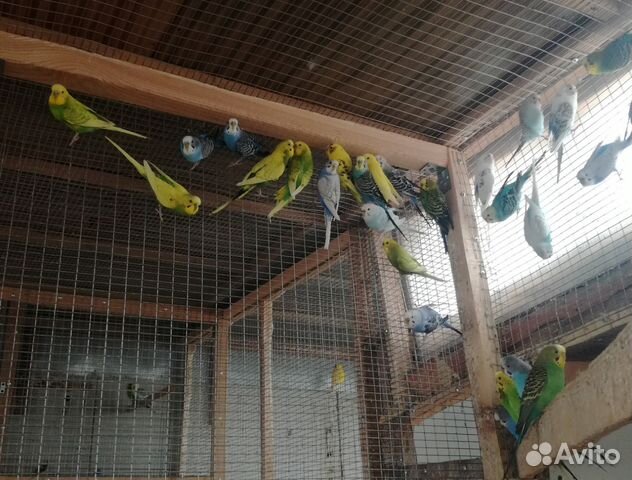 Волнистые попугаи