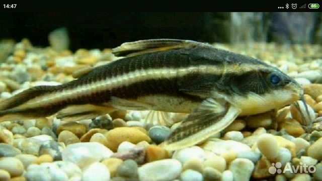 Сом Платидорас