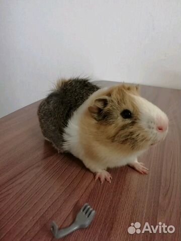 Морская свинка
